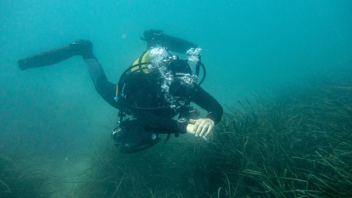 Pla per a recuperar hàbitats de la mar a la costa de l'Ebre
