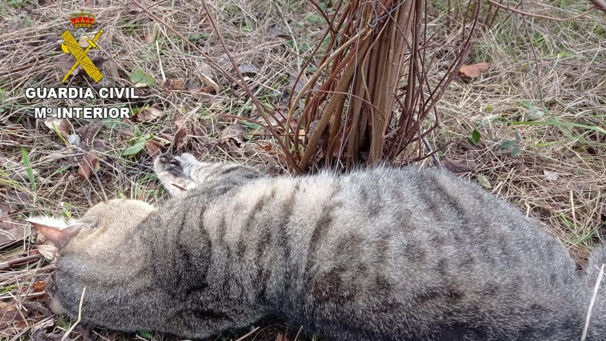 ¿Quién es el 'matagatos' de Tarragona?