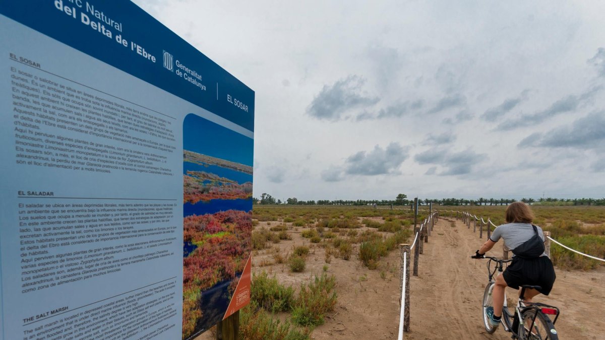 Nou itinerari interpretatiu sobre el sosar al Delta