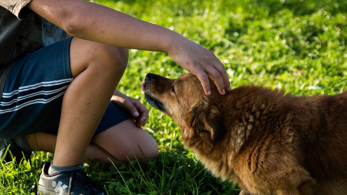 El vínculo entre el perro y el ser humano