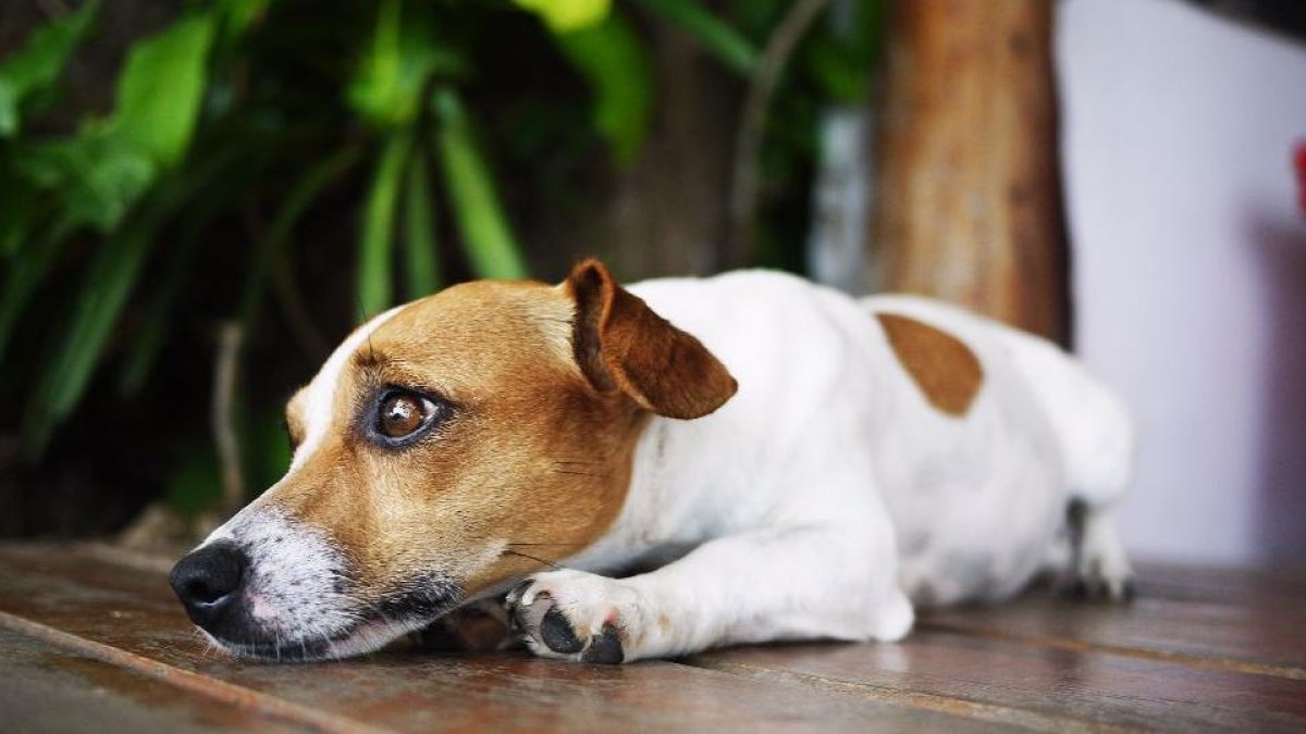 Tratamiento efectivo para eliminar la coprofagia