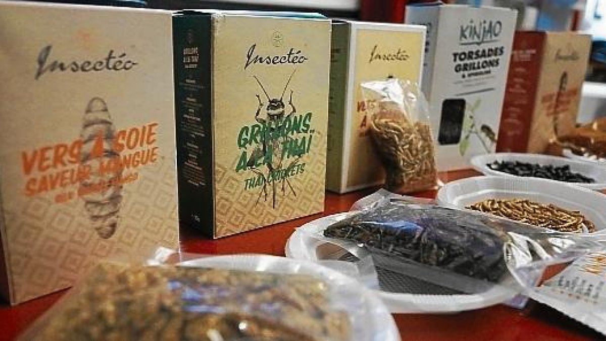 'La harina de insecto es el futuro, y la veremos antes de diez años'