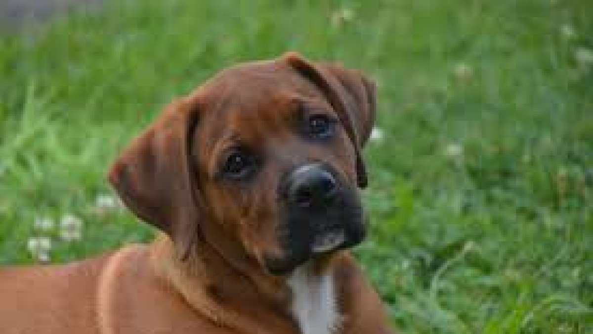 Al Juzgado por dar patadas a dos cachorros de perro en plena calle