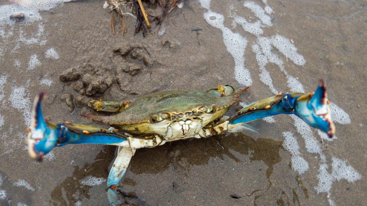 El Cranc Blau Indicador De La Pres ncia De Micropl stics Al Mar