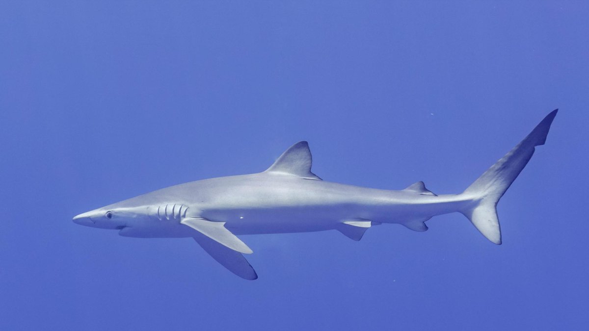Hallan un tiburón de una especie nunca vista hasta ahora en aguas de ...