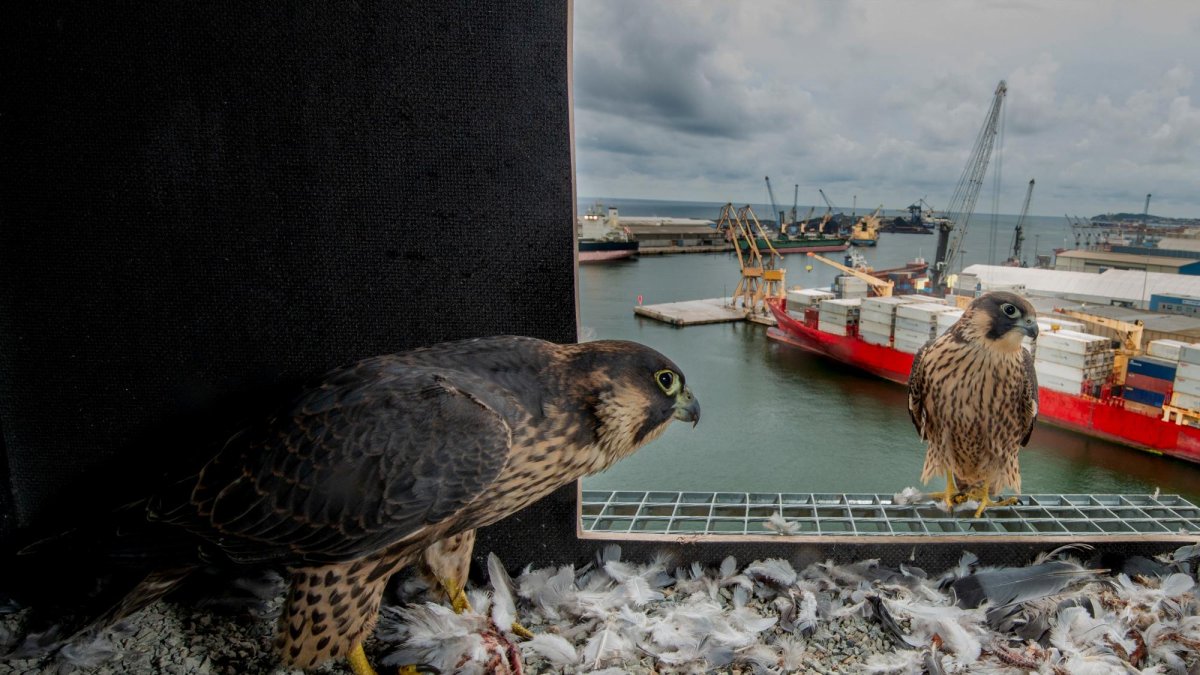 Cada halcón del Port de Tarragona se come una paloma al día