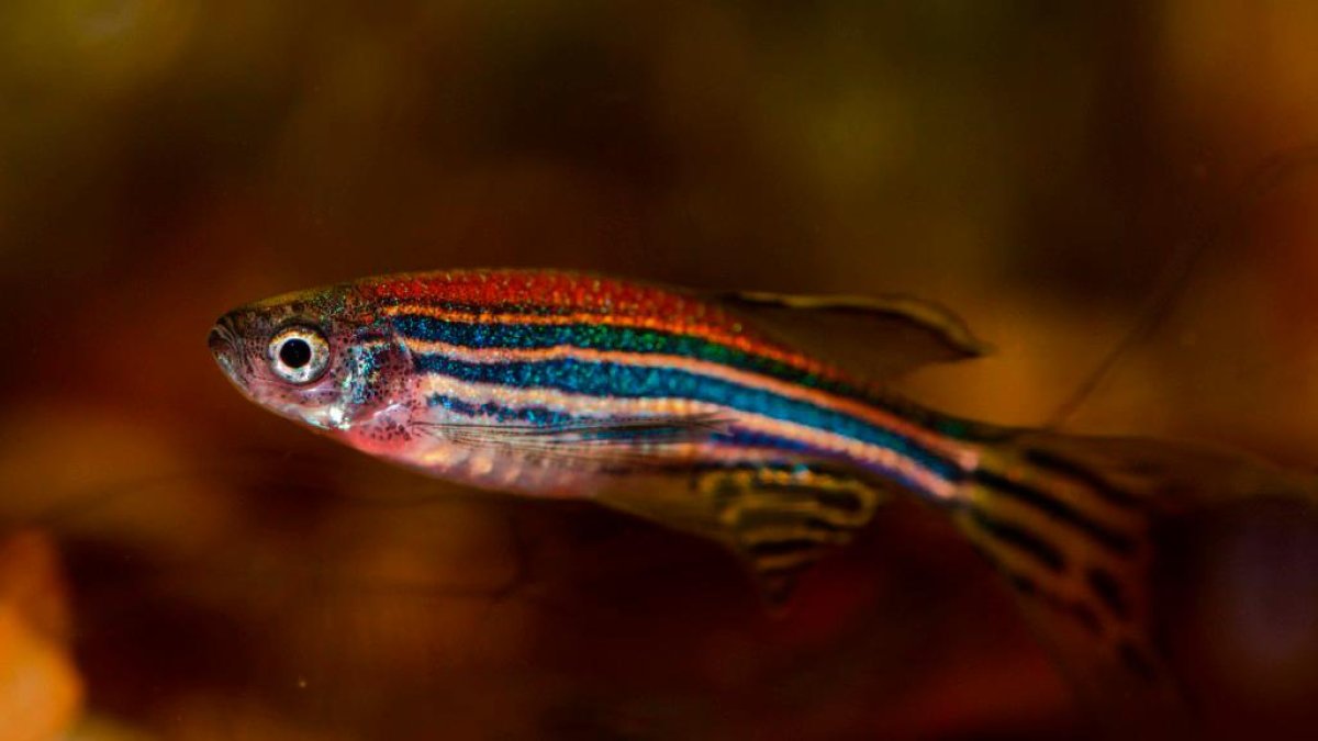 Una investigación de la URV y la Universidad de Berkeley estudia el ...