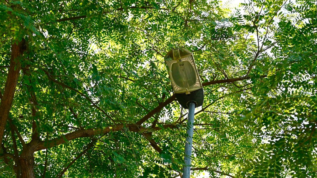 Podarán en Reus las ramas de árboles que supongan un peligro para las ...