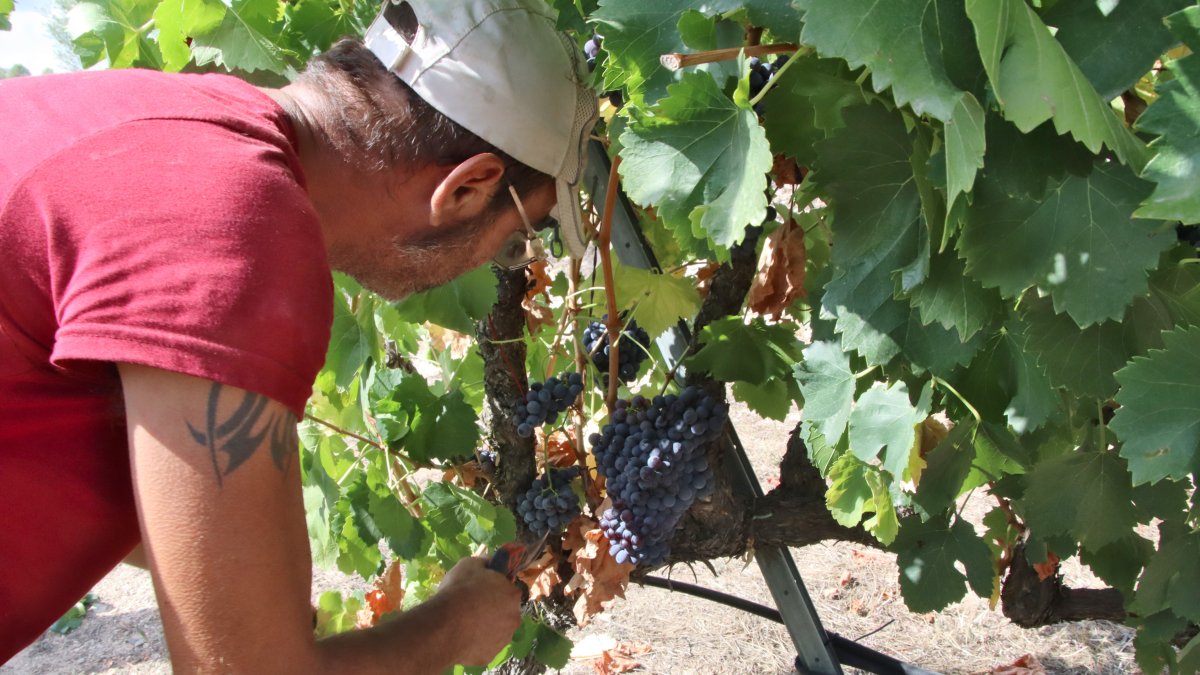 La DO Montsant celebra 25 anys: "Els vins expliquen la història i el ...