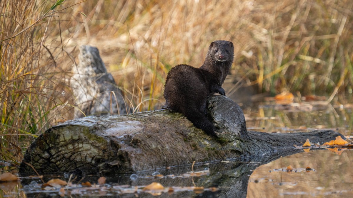 Visón americano, el animal que invade algunos ríos de Tarragona