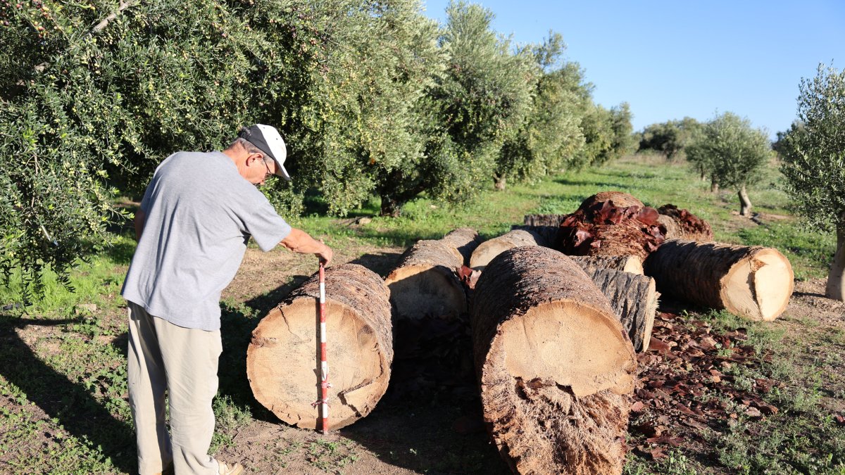 Le dejan dos palmeras gigantes en su finca y no puede retirarlas: "Es ...