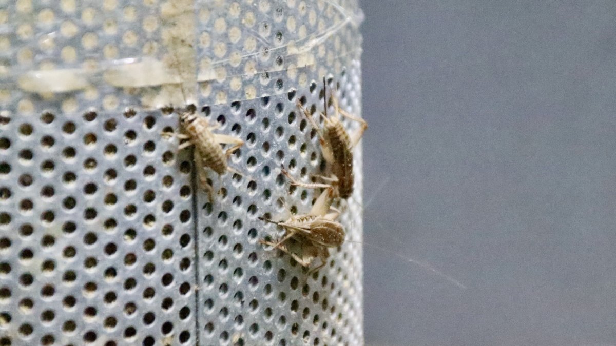 La comida a base de insectos aterriza en Catalunya