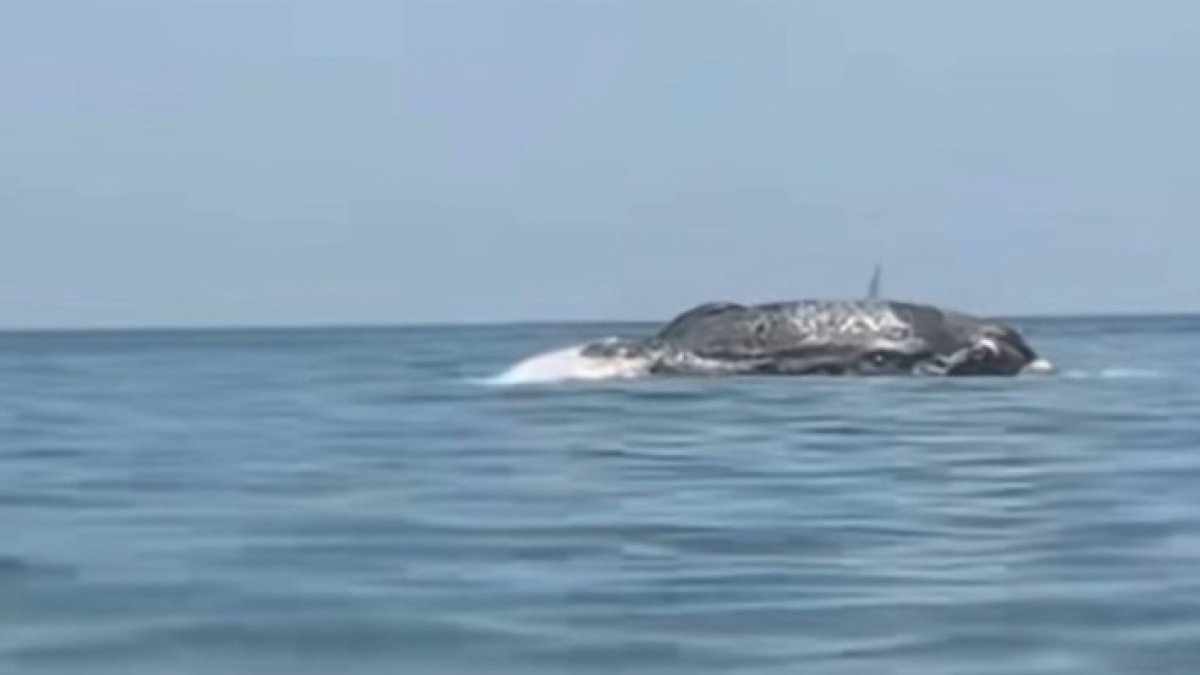 La ballena muerta de Castelldefels no es la que quedó varada en Tarragona