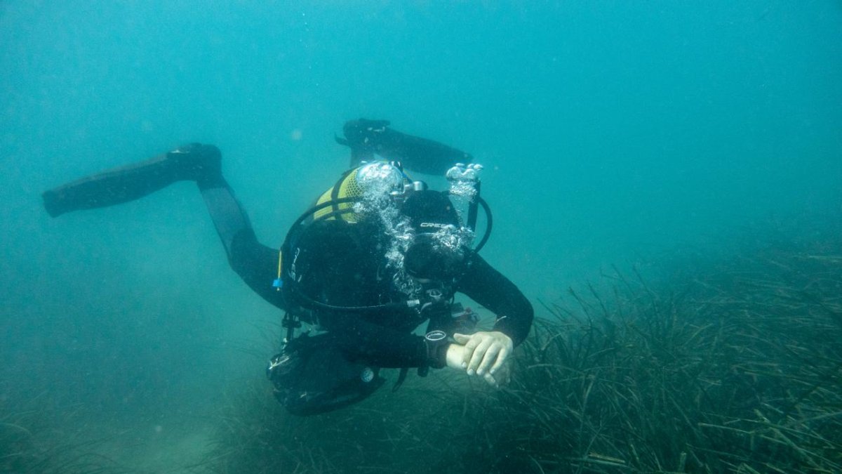 Pla per a recuperar hàbitats del mar a la costa de l'Ebre