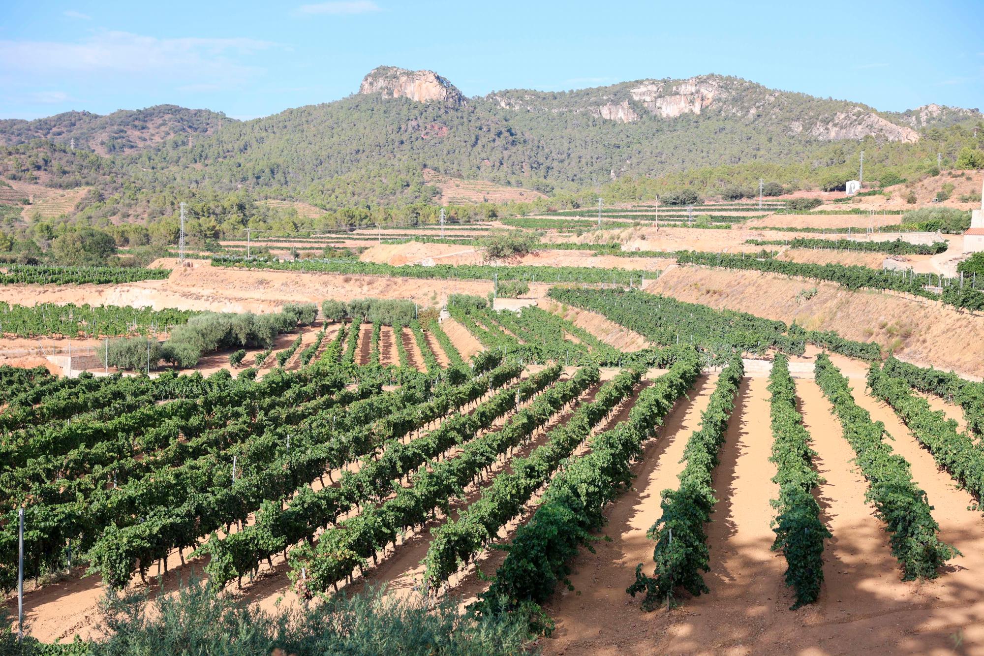 Las 15 bodegas del Priorat que debes visitar, según National Geographic
