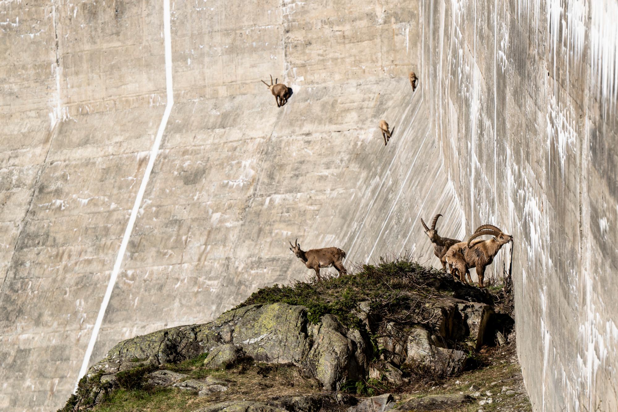Las increíbles cabras alpinistas de Suiza: cuando la naturaleza escala ...
