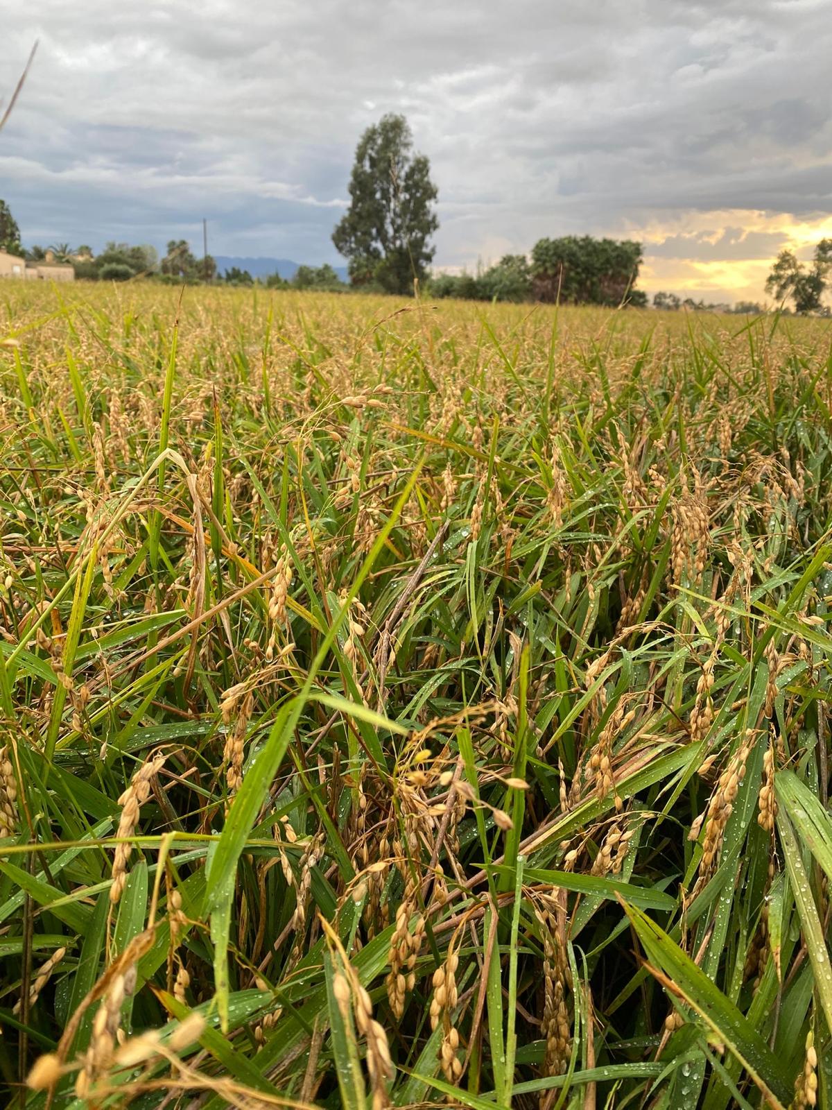 Així ha quedat l'arròs al Delta després de la calamarsada caiguda diumenge