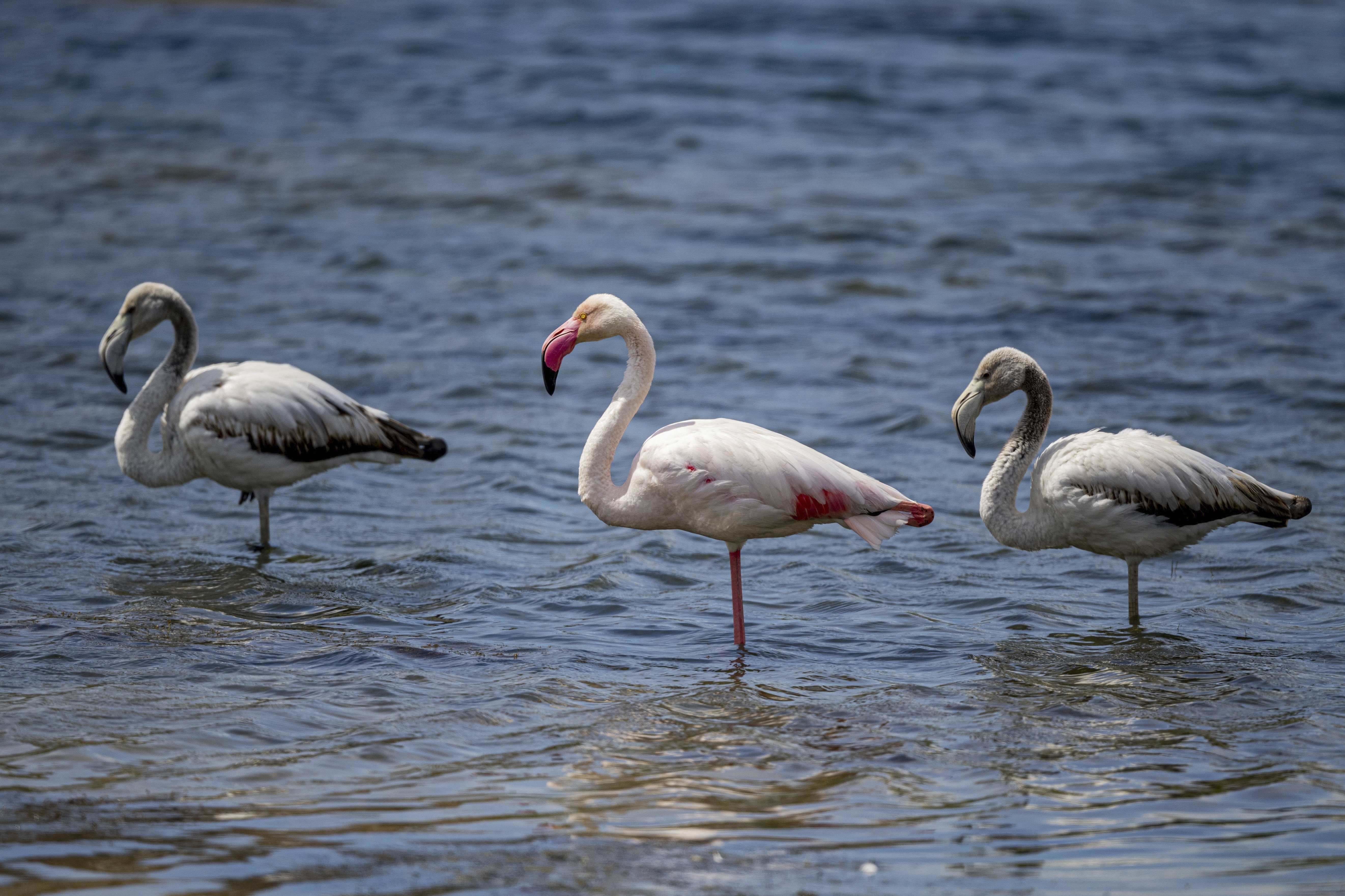 Flamencos, musarañas, zorros y arañas cangrejo: la sorprendente ...