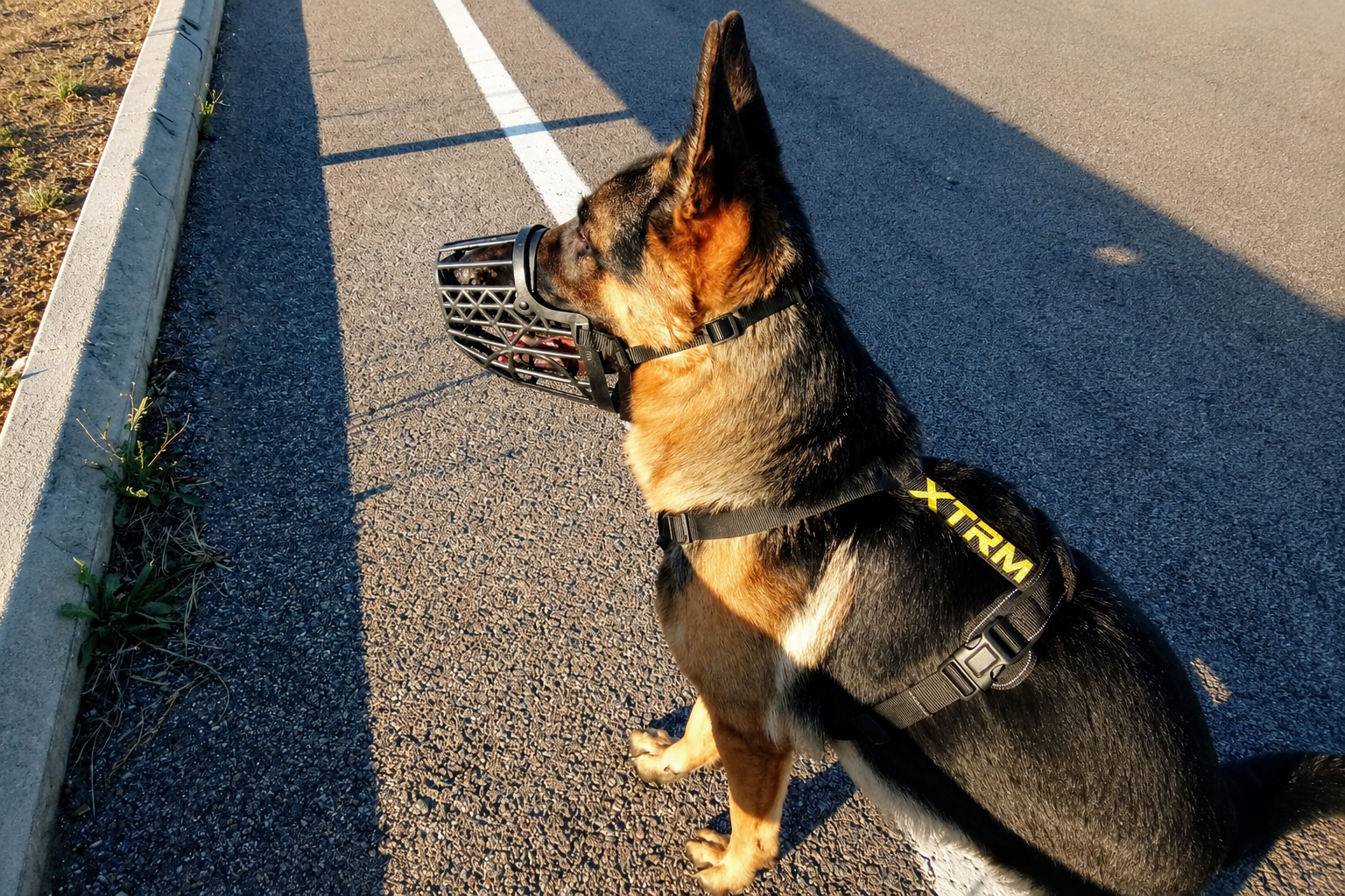 Retiran la custodia de un perro acusado de morder a varios vecinos en ...